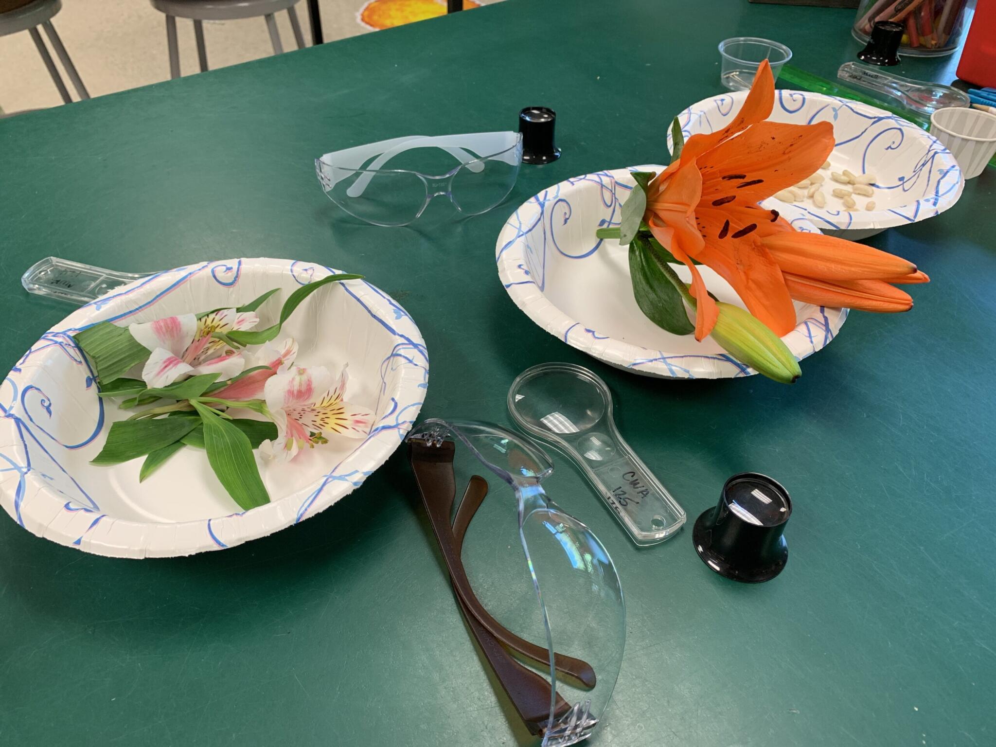 Planting STEM - Get Caught Engineering - STEM Resources for Teachers ...